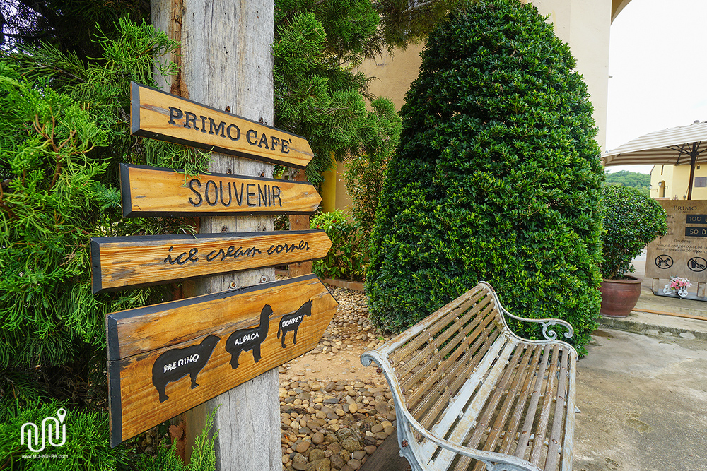 พาเที่ยว PRIMO PIAZZA เขาใหญ่ ให้อาหารเจ้าอัลปาก้า | พาเที่ยวแบบง่ายๆ ...