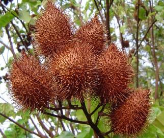 Formação do Fruto | blogger de biologia