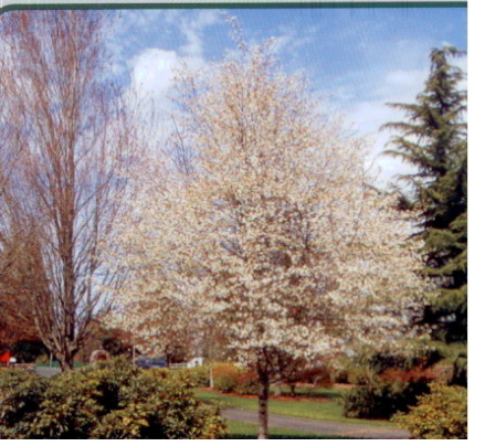 Cultivate Your Mind: Dig Deeper: Tree of The Week: Amelanchier laevis ...