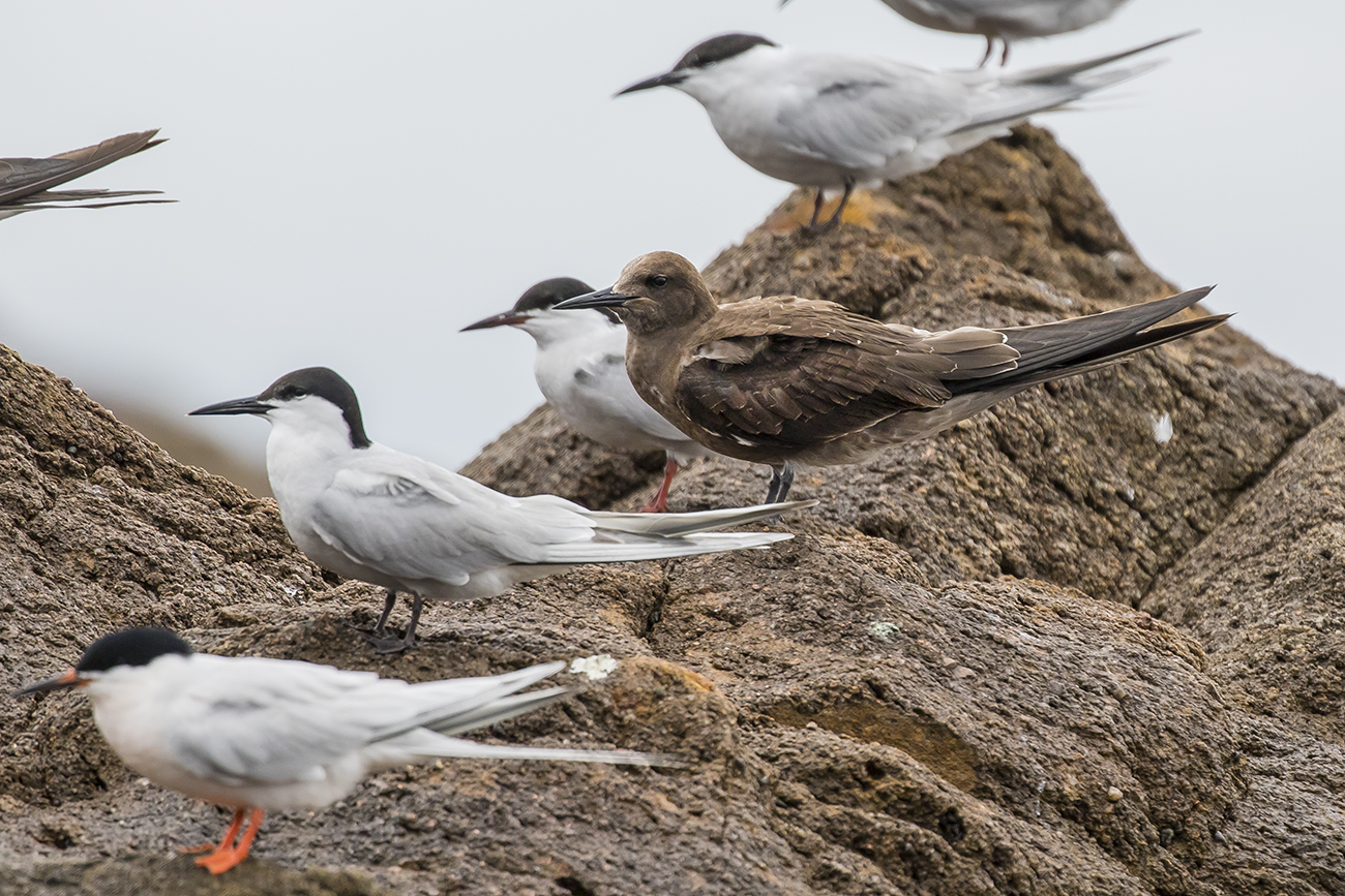 As The Crow Flies - a Hong Kong Birding Blog: Terns Terns Terns...Sooty ...
