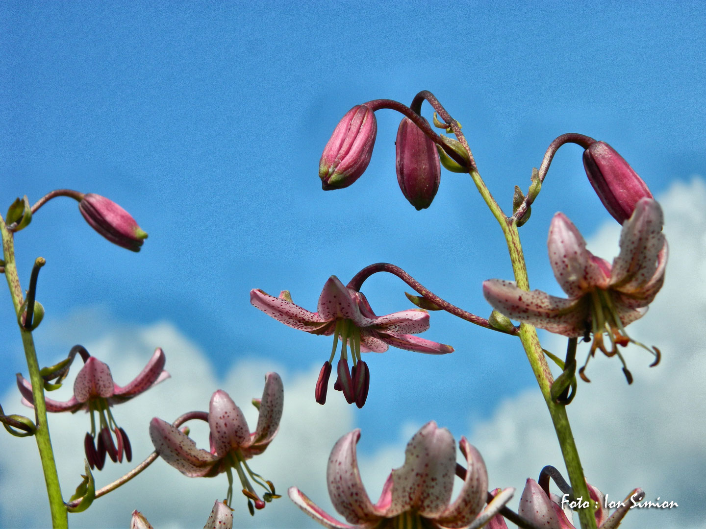 De vorba cu mine însumi: Crinul de padure
