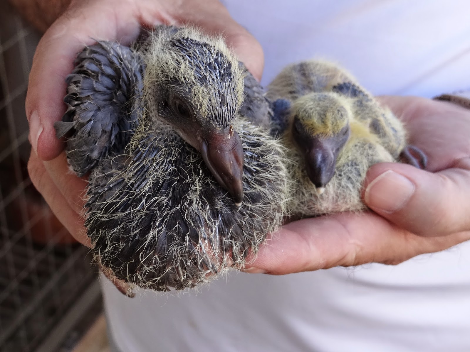 Blog do Ademir Carosia: Pombo-correio