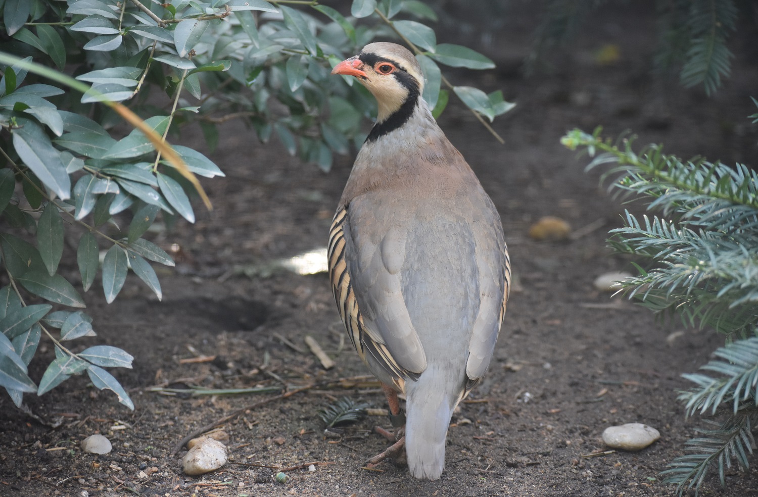 ZOOTOGRAFIANDO (MI COLECCIÓN DE FOTOS DE ANIMALES): PERDIZ GRIEGA ...