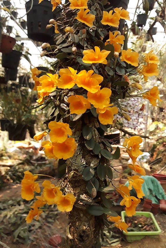 Dendrobium jenkinsii Wall. ex Lindl.