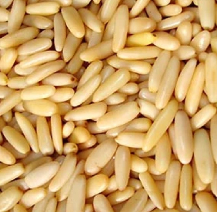 9 Pine Nut 9-pine-nut