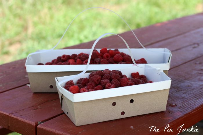 Picking Raspberries