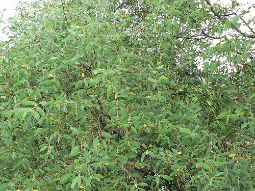 The beauty of SUNDARBAN. : Sonneratia apetala.(Keora)