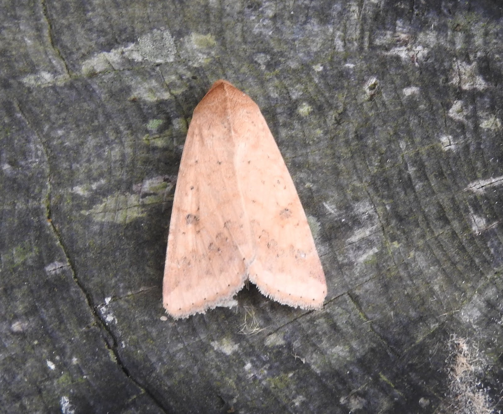 Plovers Blog: Autumn moths