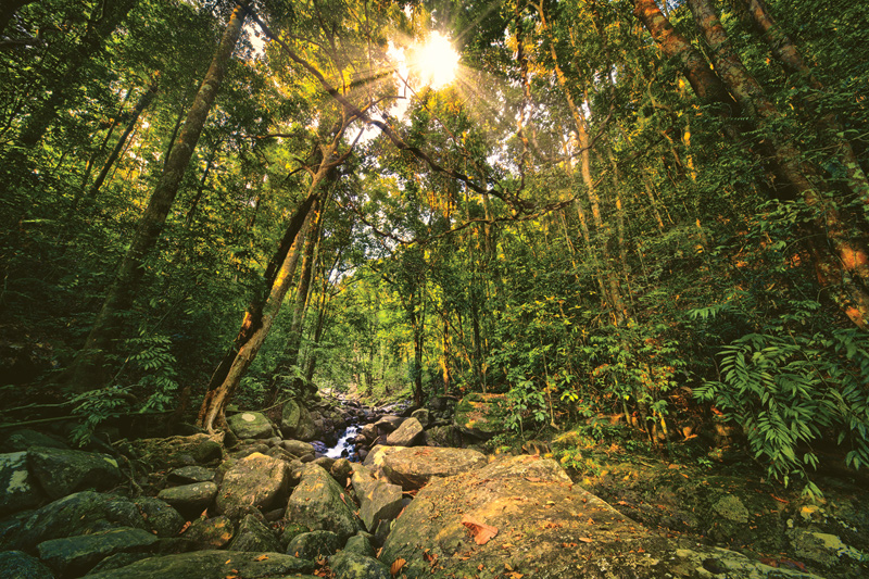 Kottawa Conservation Fores