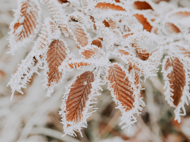 FROST: What is Frost | How Frost is Formed | Types of Frost | Which ...