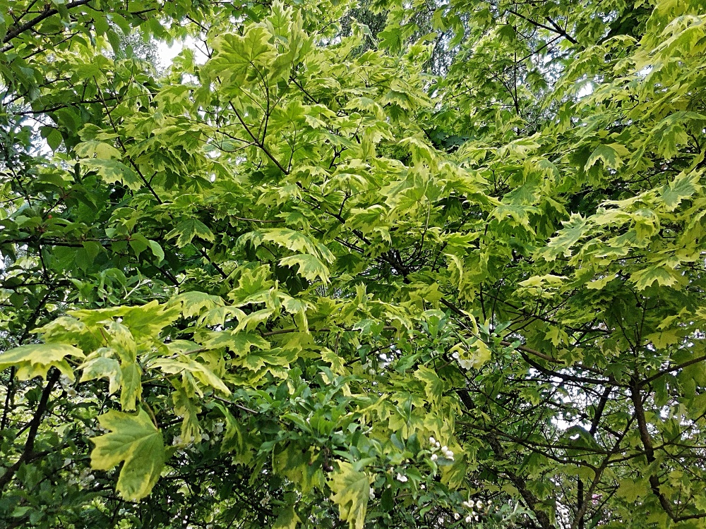 Floral Passions: Variegated Norway Maple