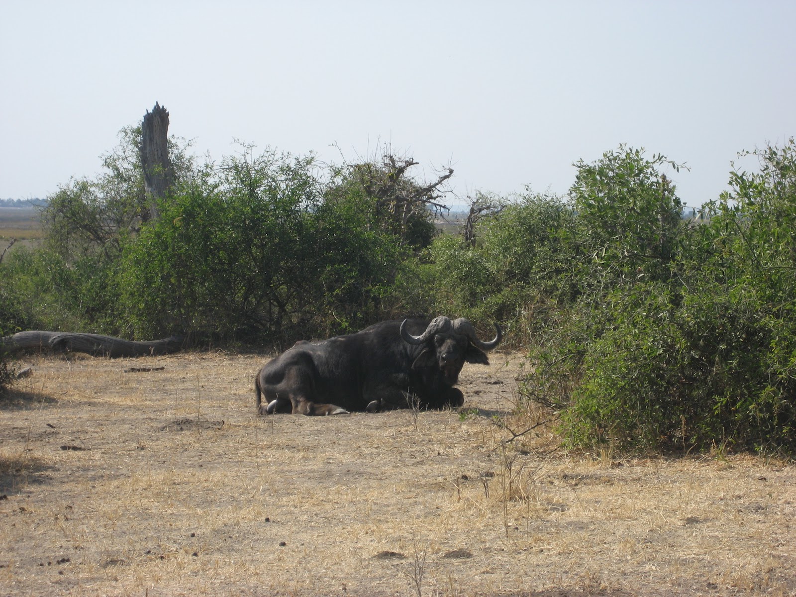 MASA: Language Week in Kasane II: Animals!