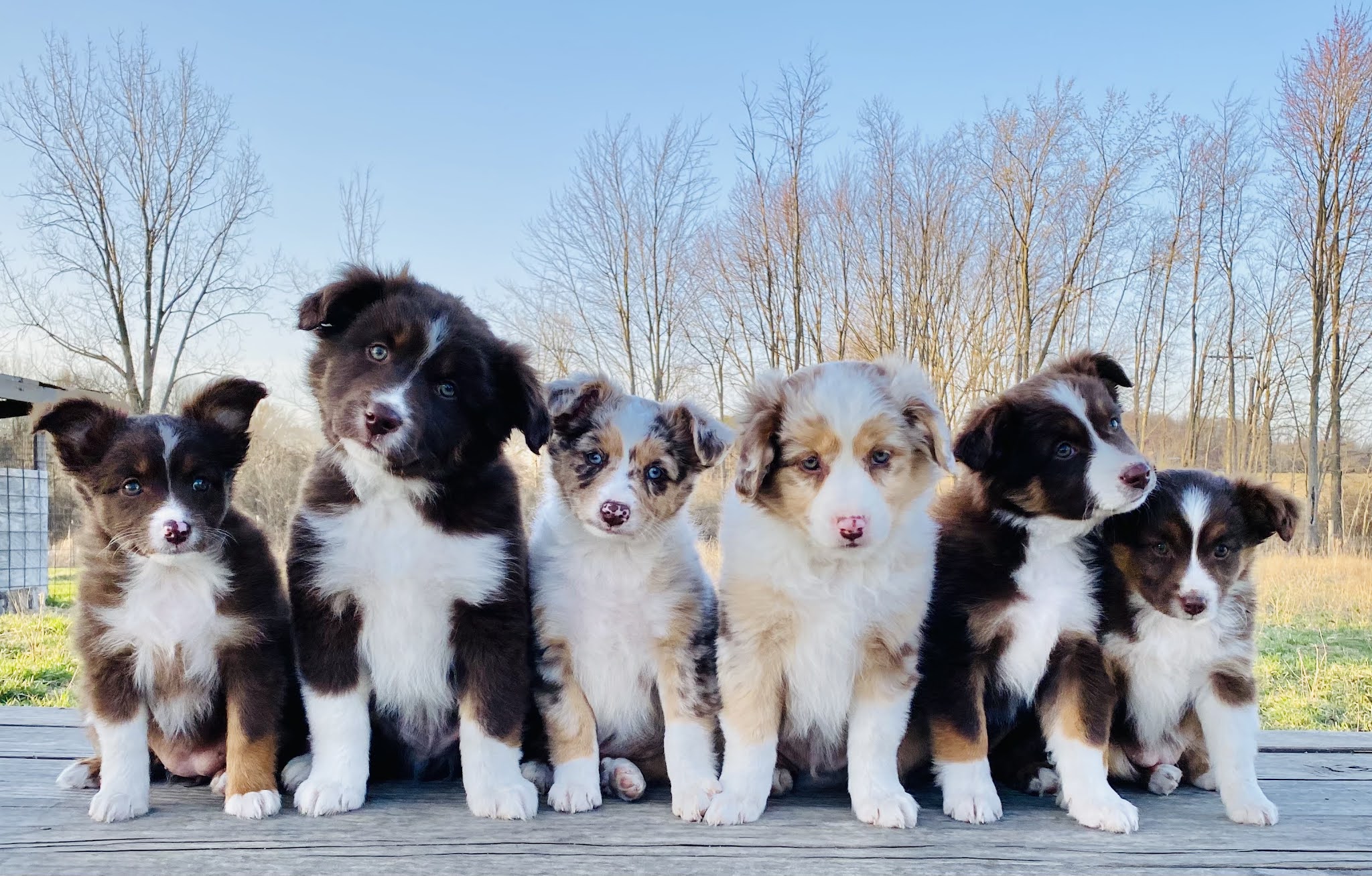 Little Bear Swamp Farm