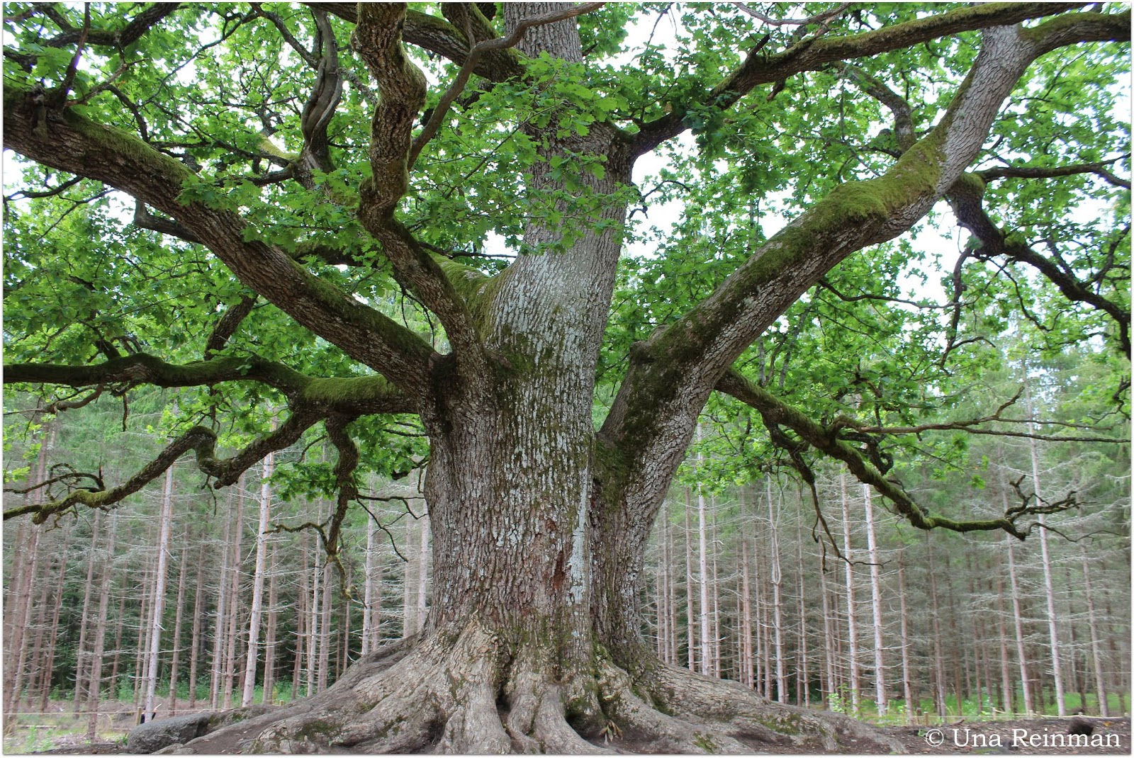 Hallatar-blogi : Suomen kaunein puu