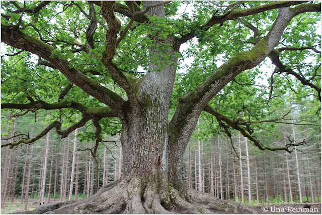 Hallatar-blogi : Suomen kaunein puu