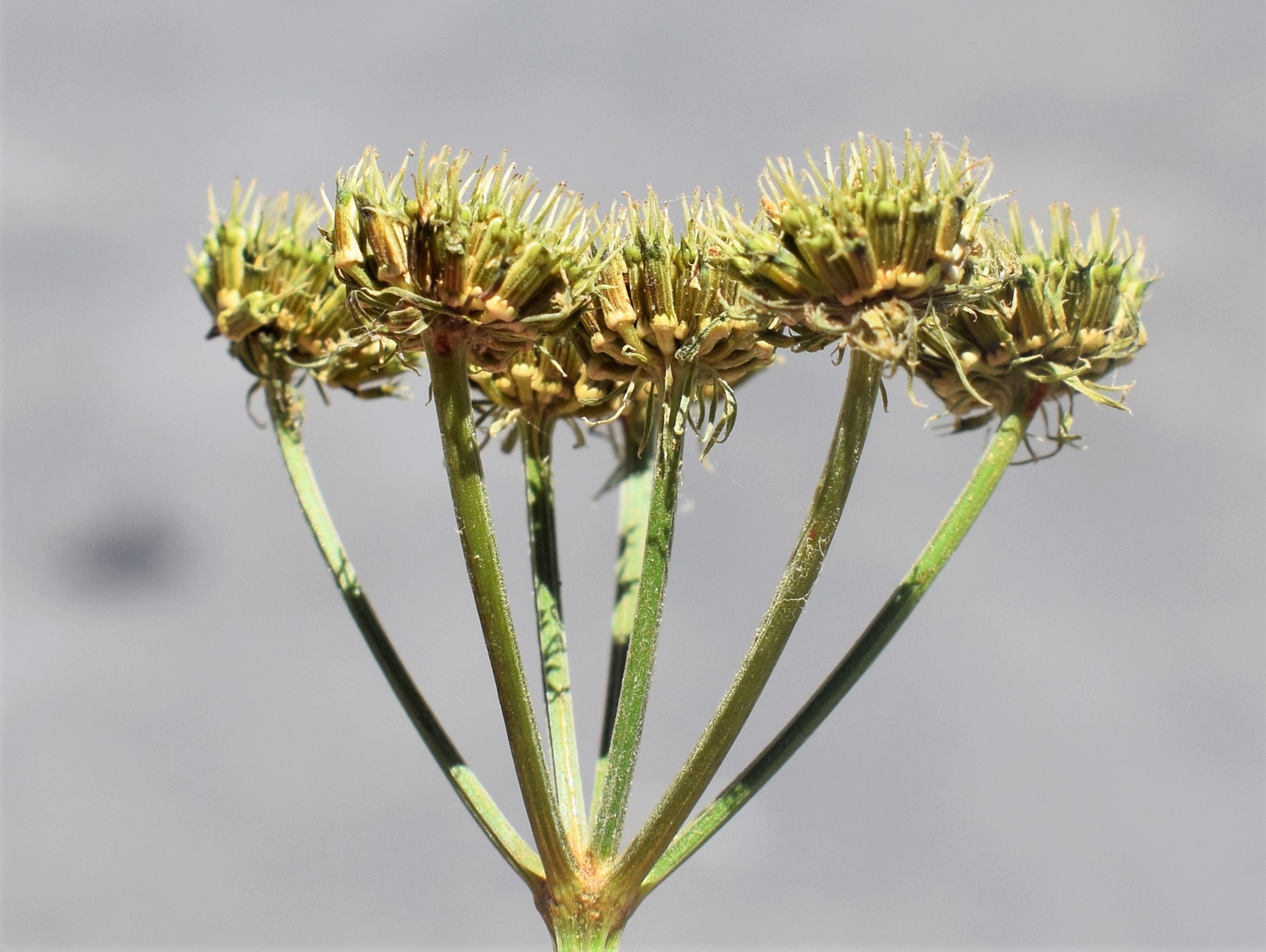 Plantas: Beleza e Diversidade: Rabaça-pimpinelóide (Oenanthe ...