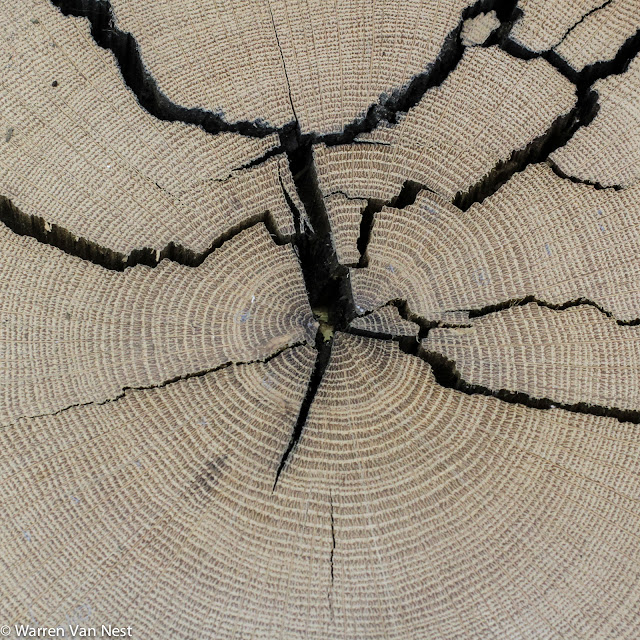 Touch the wind...: Tree-Ring Lab Tour