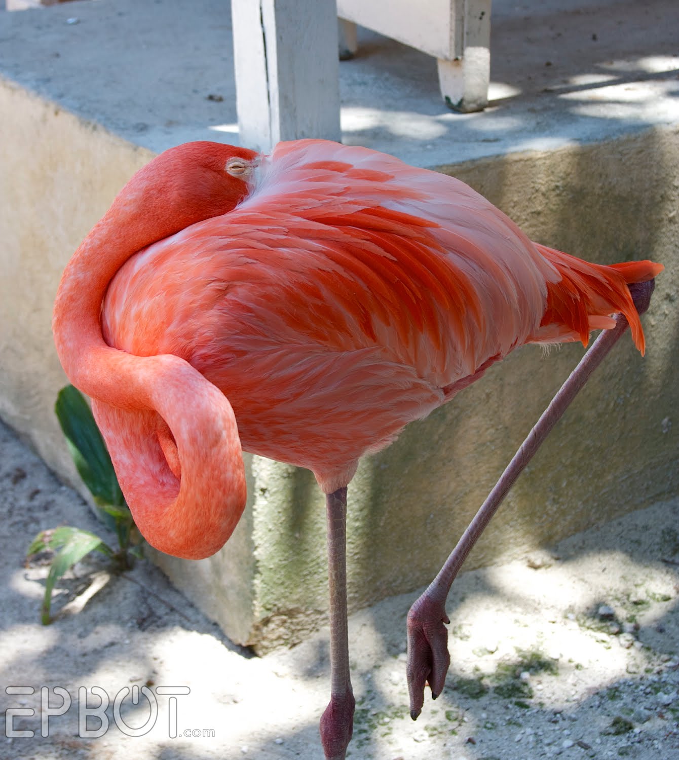 EPBOT: When Flamingos Attack