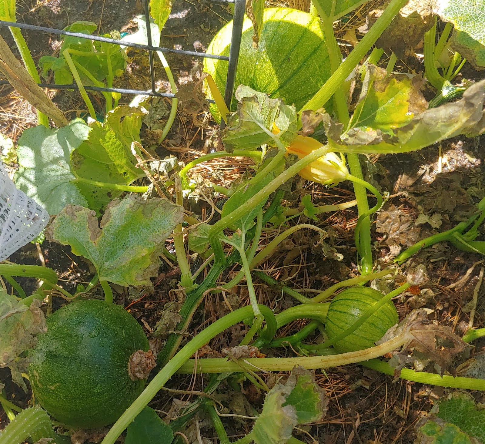 Spring Horror Garden???