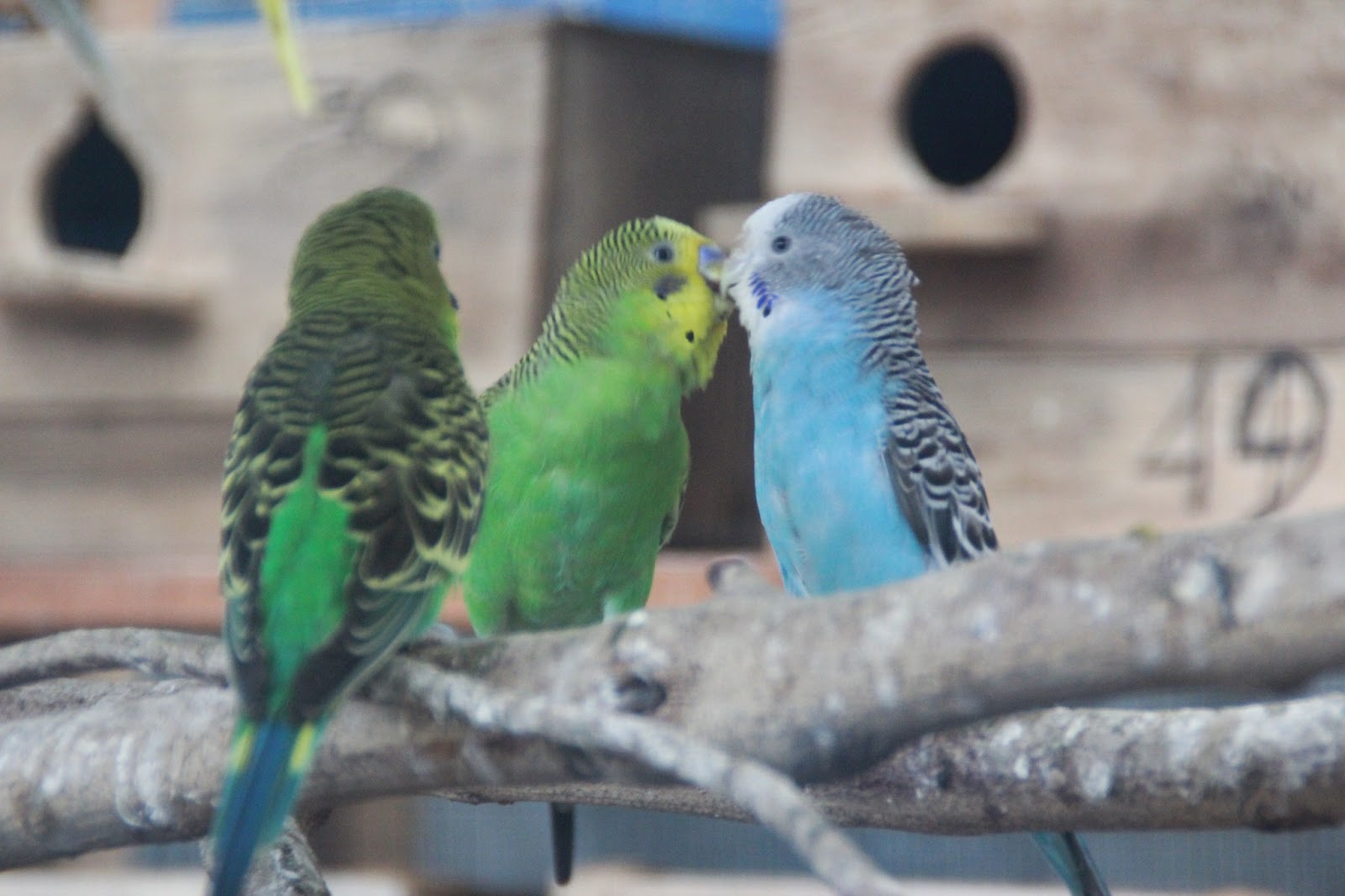 PARAKEET FARM INDONESIA