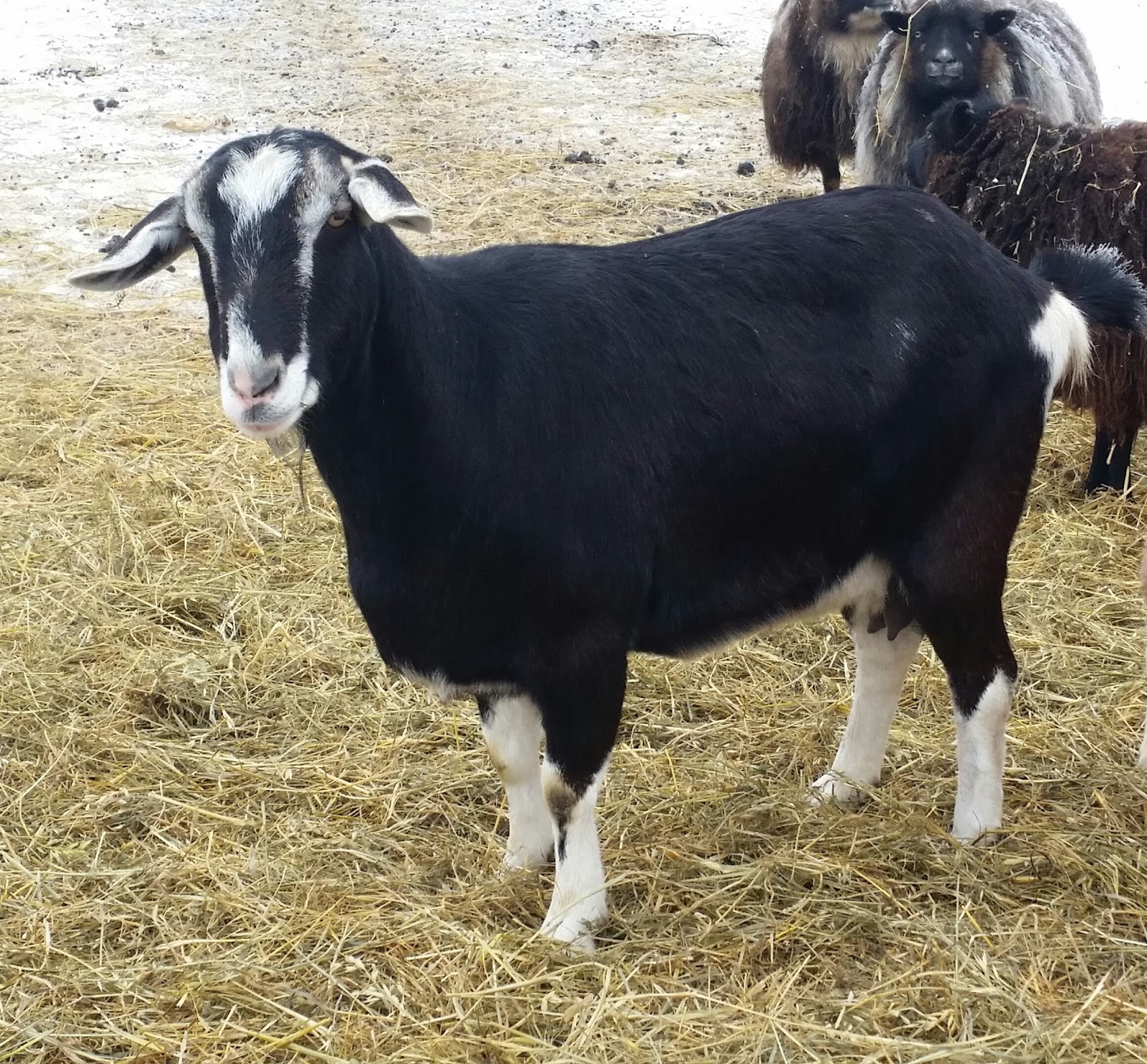 Counting My Blessings: A farm animal post!