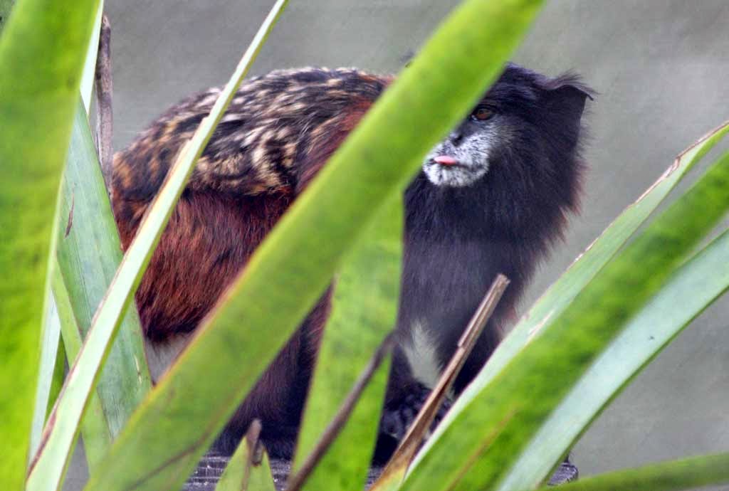 Reserva de Vida Silvestre Yana Cocha