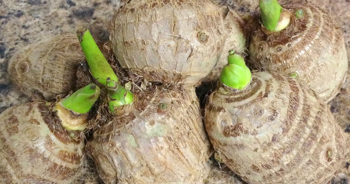 Home & Garden: Taro or Gabi
