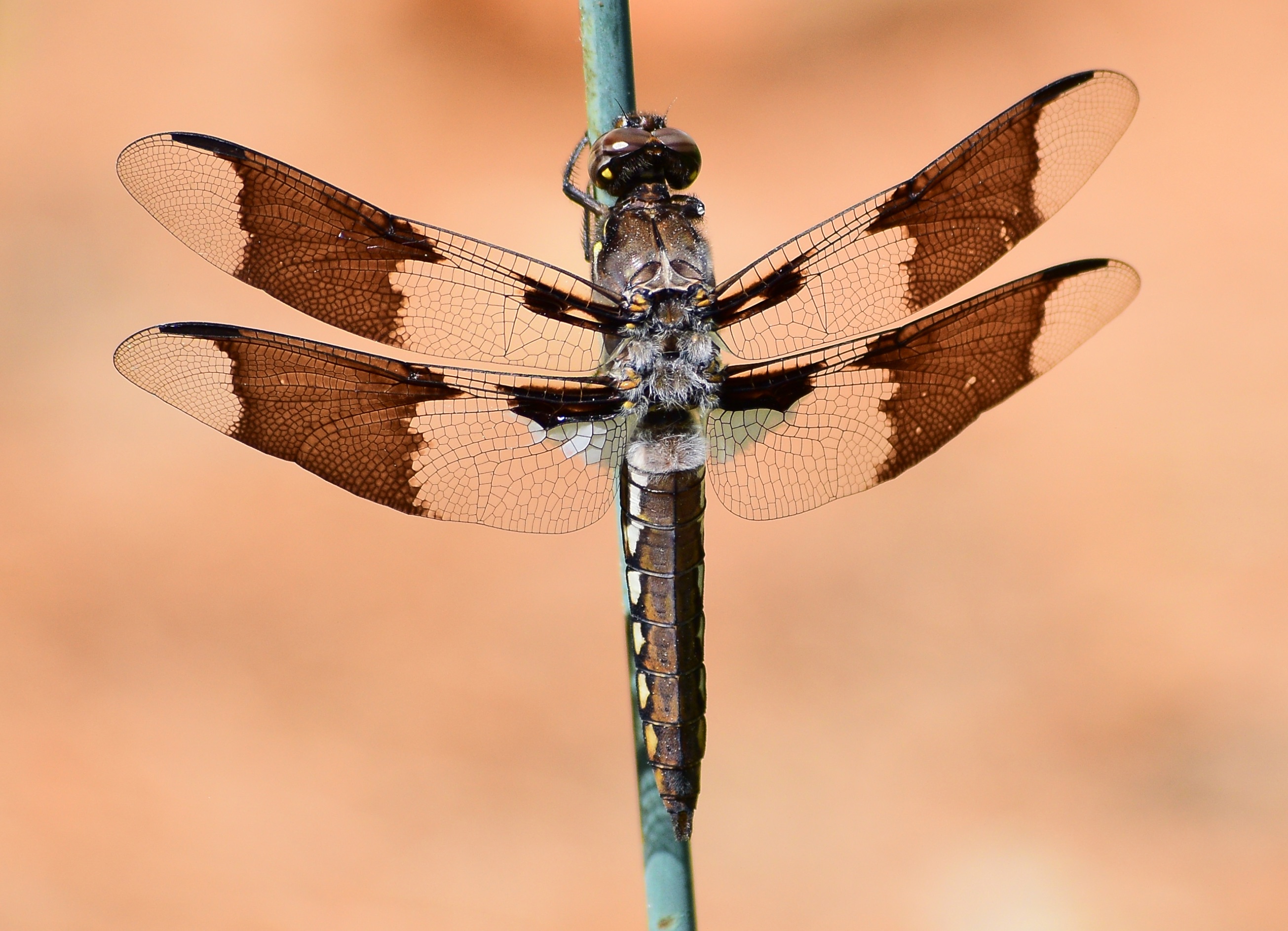 Jericho, Vermont Photos: Jericho, Vermont has cool bugs!