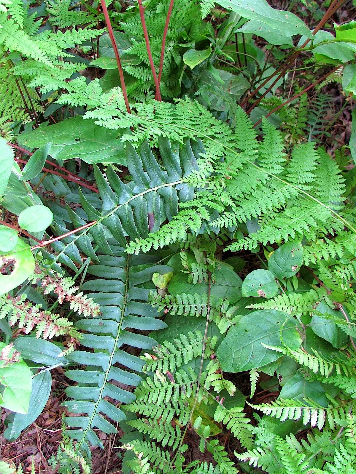 Orange explains it all: Walking Unfinished Railroad Battlefield trail