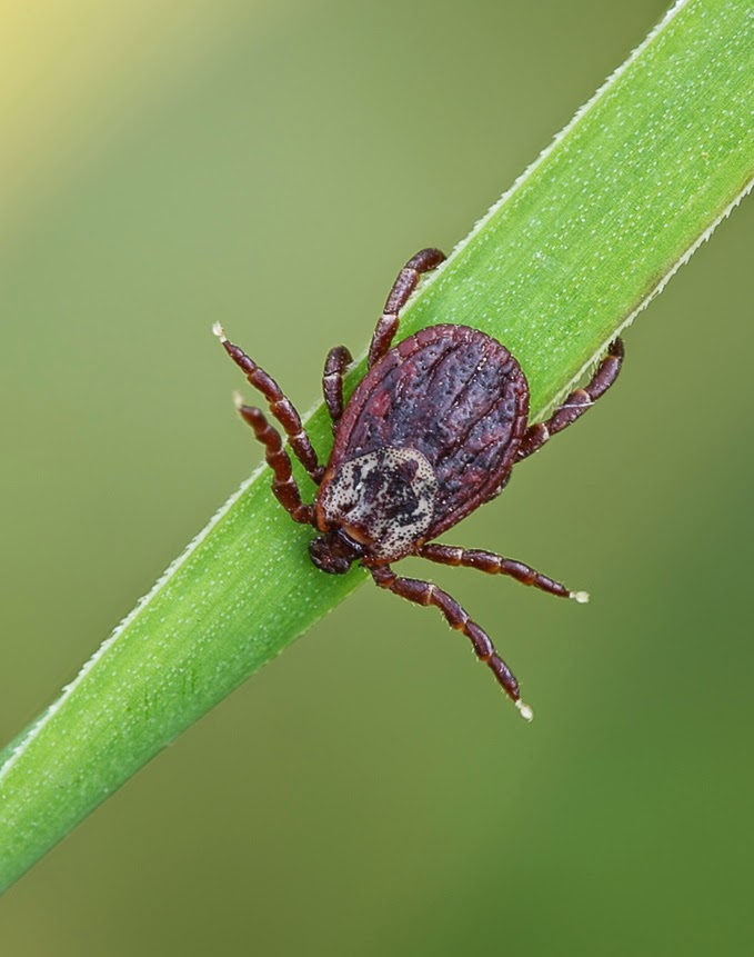 Puugid võivad levitada veel ühte rasket haigust | PUUK & PUUGIINFO
