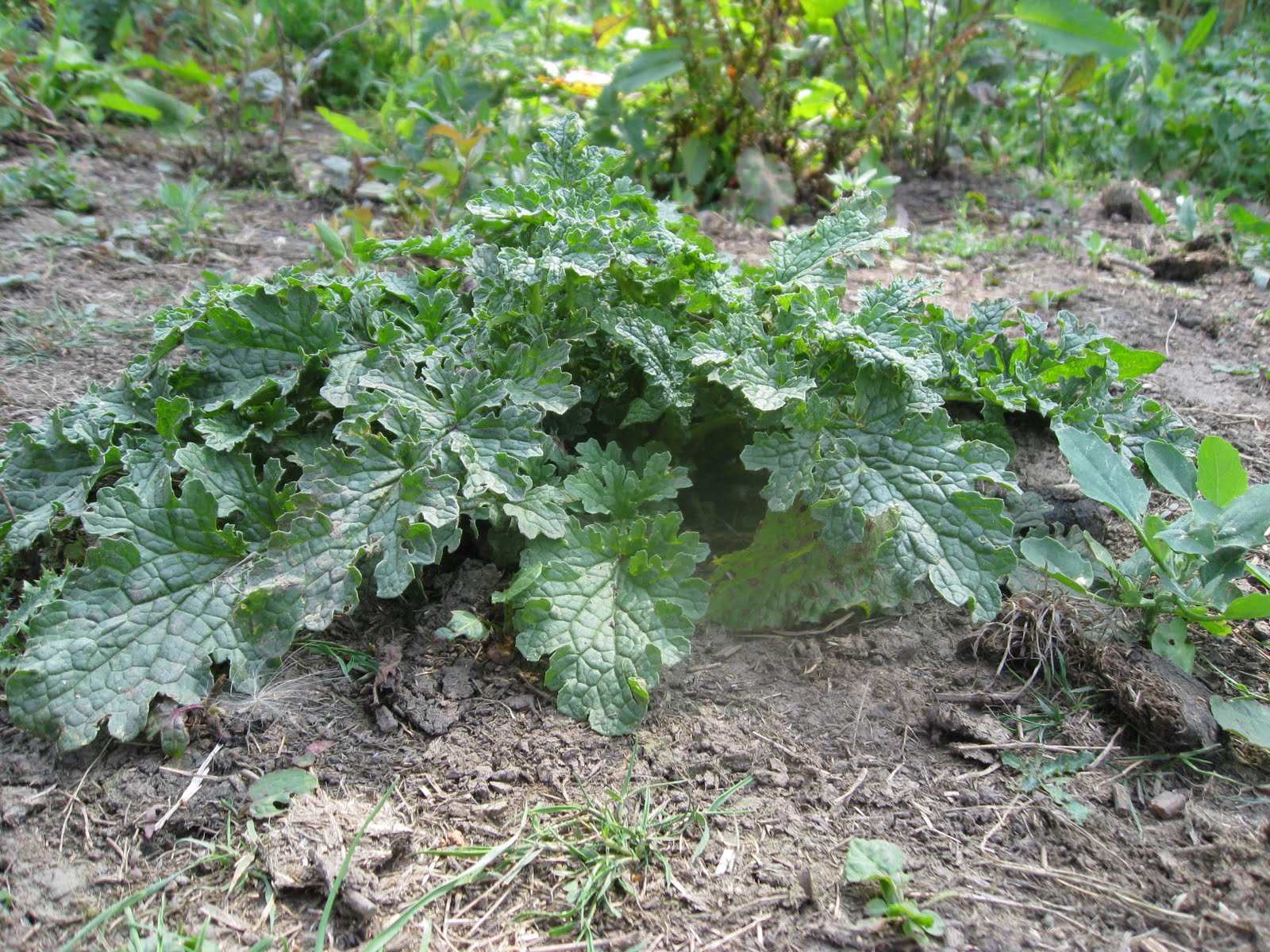 New Horse Owners: Do you know how to identify Ragwort?
