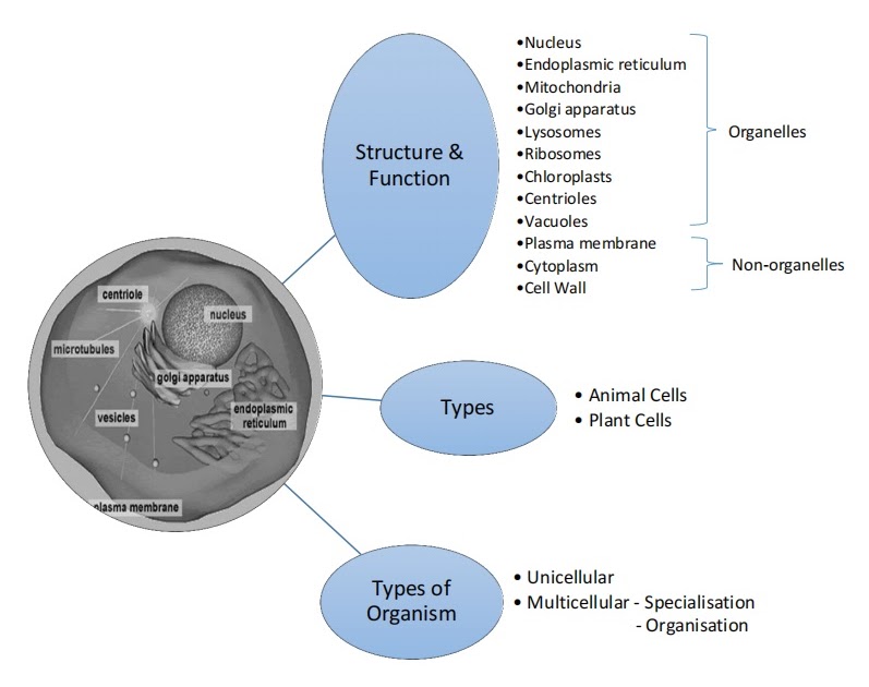 Student Study Notes: SPM Biology 2 Cell Biology & Organization Part 1 ...