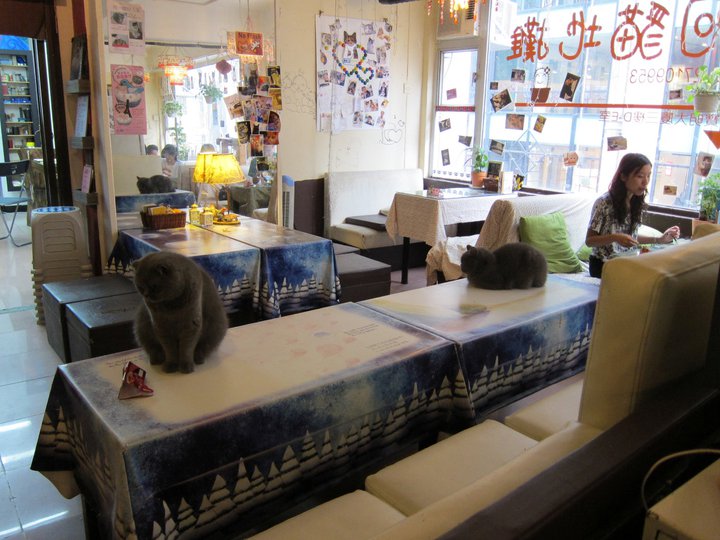 Catsparella: A Look Inside a Hong Kong Cat Cafe