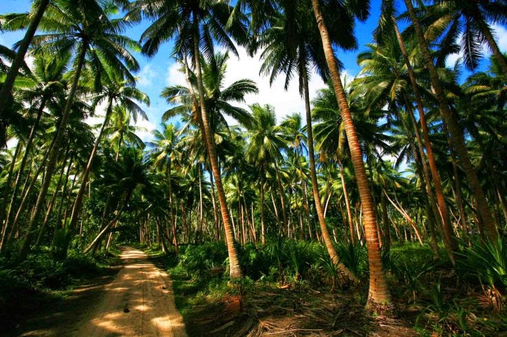 Environmental Engineering: Buguey Wetlands, Cagayan Province