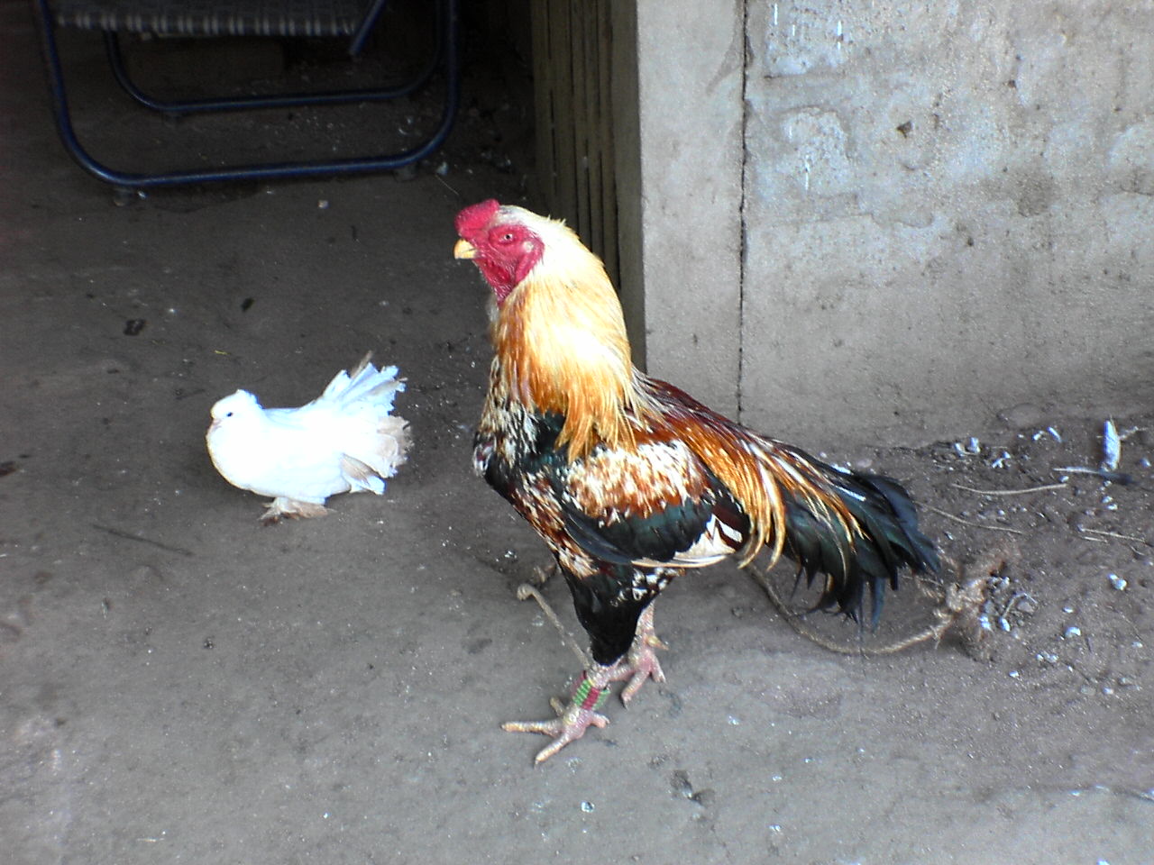 THE GLOBAL ASIL CLUB: THE ASILS - HOME