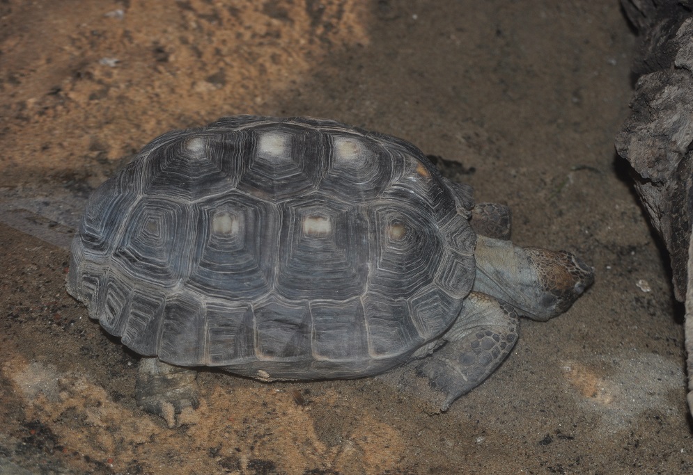 ZOOTOGRAFIANDO (6.096 ANIMALS): TORTUGA DE TEXAS / TEXAS GOPHER ...