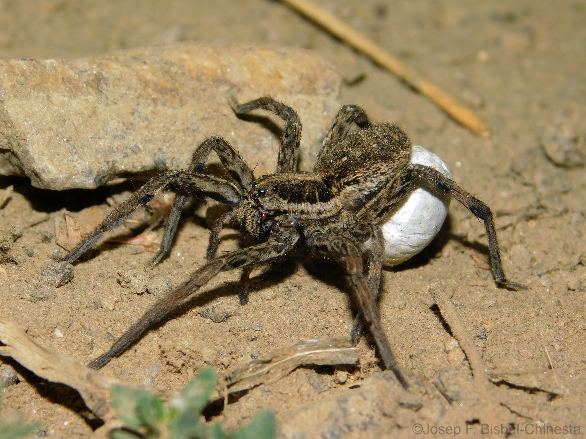 (Paleo-)Herpetología: Araneae - Arañas verdaderas