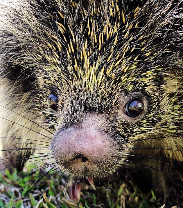 Fotografia de Verdade: Ouriço-cacheiro