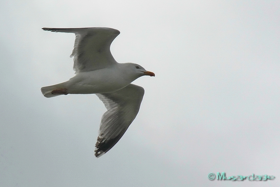 Le goéland marin | Musardage du côté de Trégunc