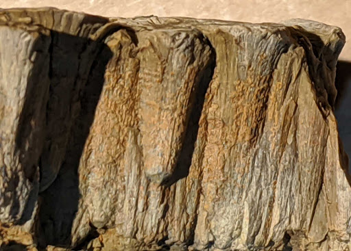 Louisville Fossils and Beyond: Cone-In-Cone Structures