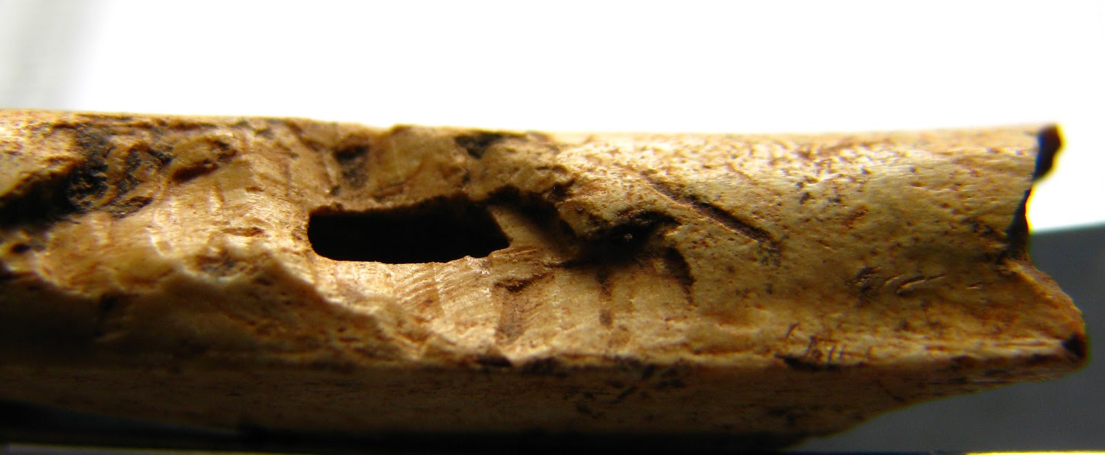 Fossil Matter: Rodents gnaw bones