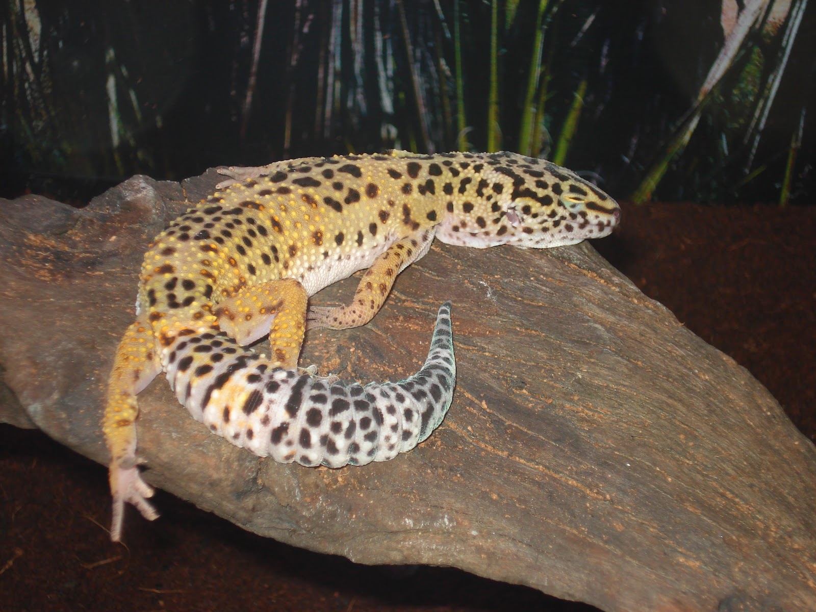 Super Worm Friends of Alain Ray: Leopard Gecko Breeding Essentials