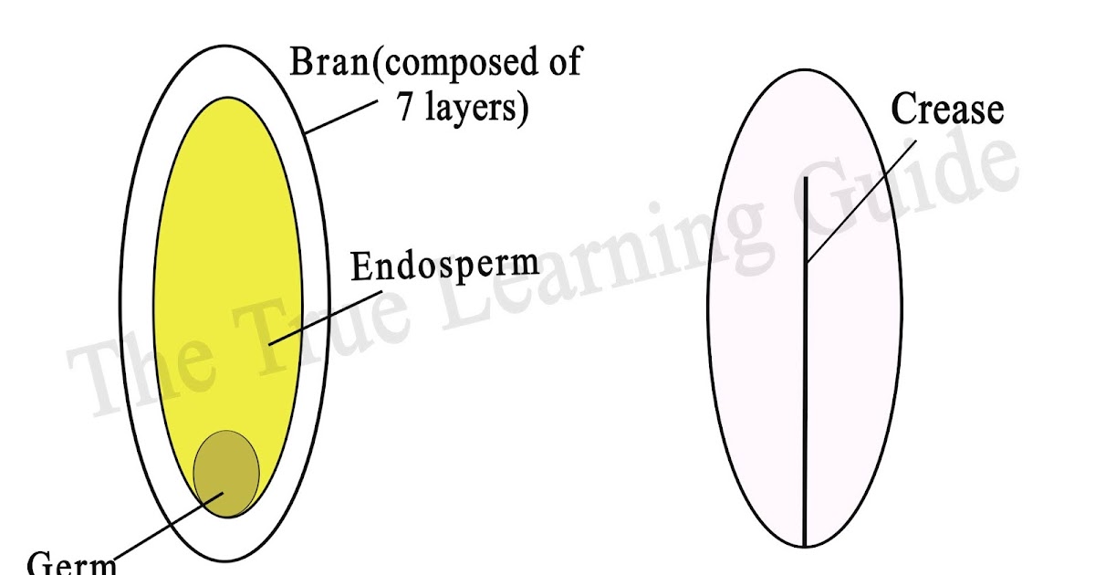 The True Learning Guide: Wheat Structure, chemical composition,