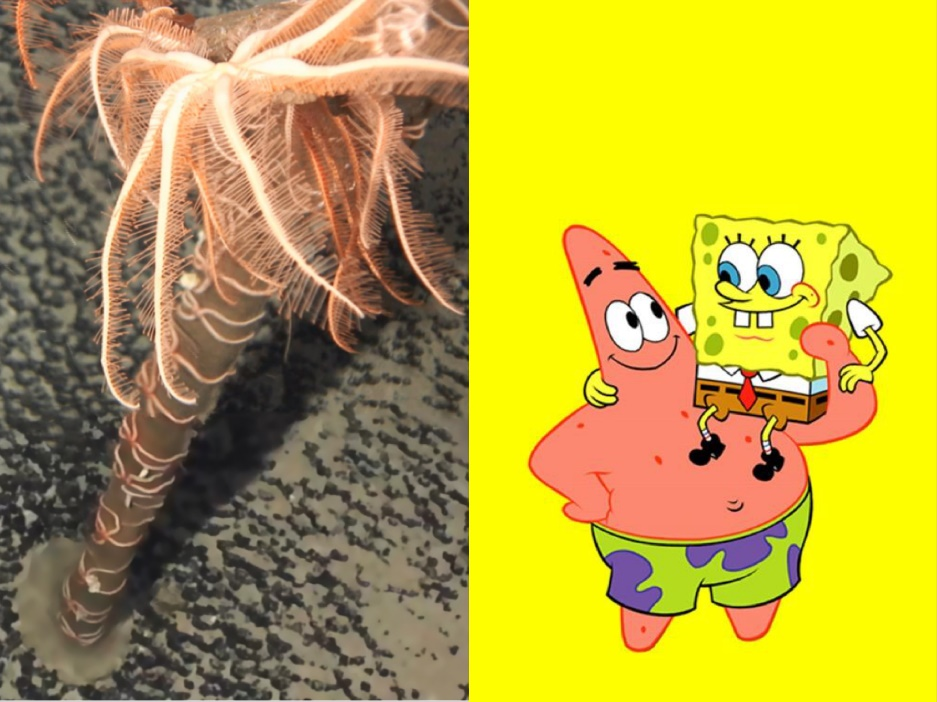 The Patrick Sea Star ~ Aquatic Students' Association