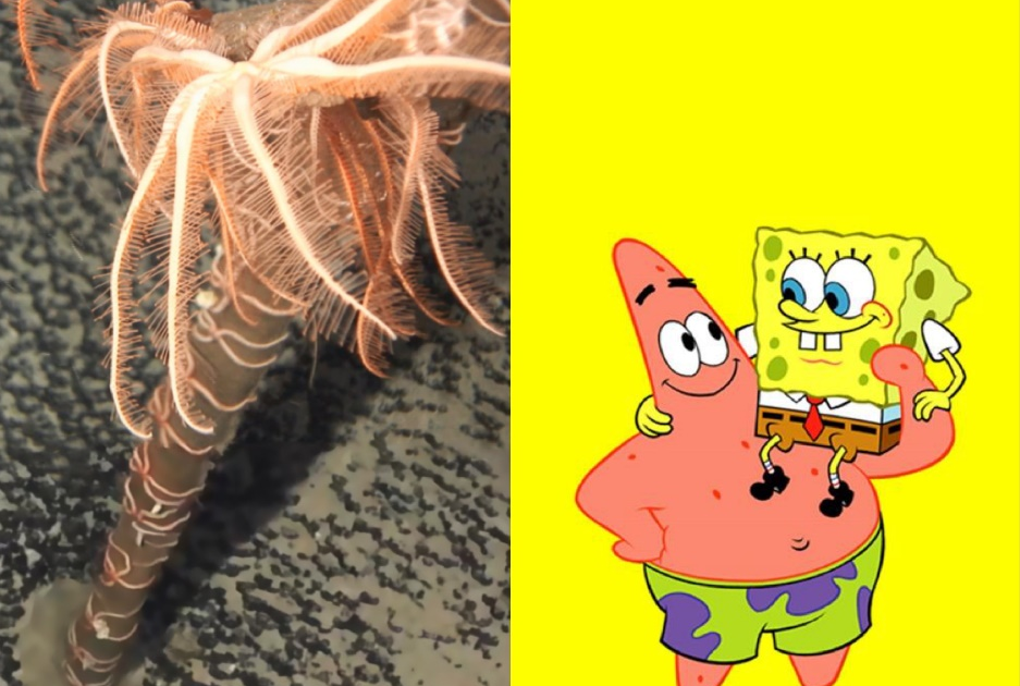 The Patrick Sea Star ~ Aquatic Students' Association