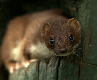 British Wildlife Centre ~ Keeper's Blog: Stoats