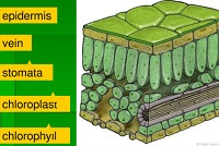 Anim Agro Technology: KLOROFIL DAN FUNGSINYA