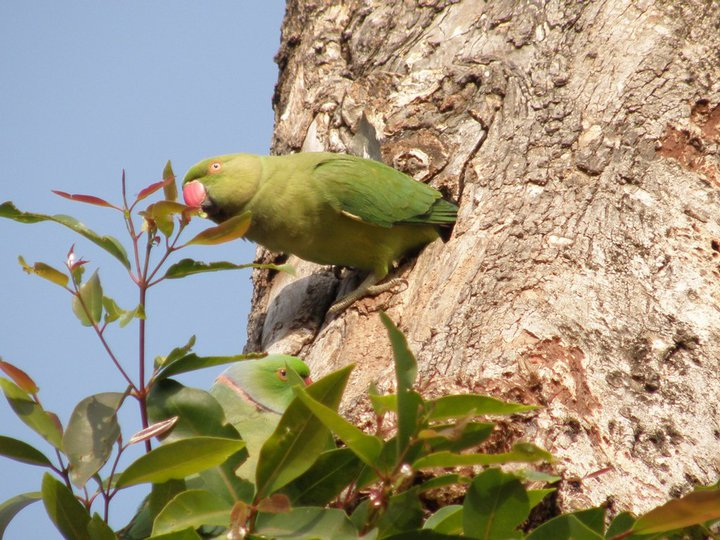 We love Our Bangladesh: Alexandrine Parakeet or Green Parrot (Tiya/Tuta ...