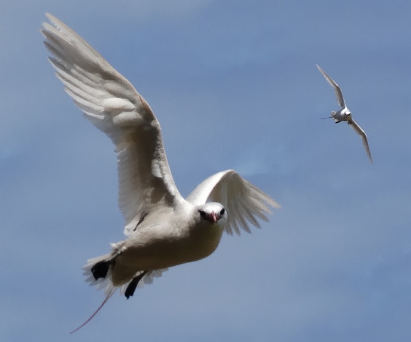 TAIKO - BOLETÍN DEL VIVERO MATAVERI OTAI: diciembre 2013