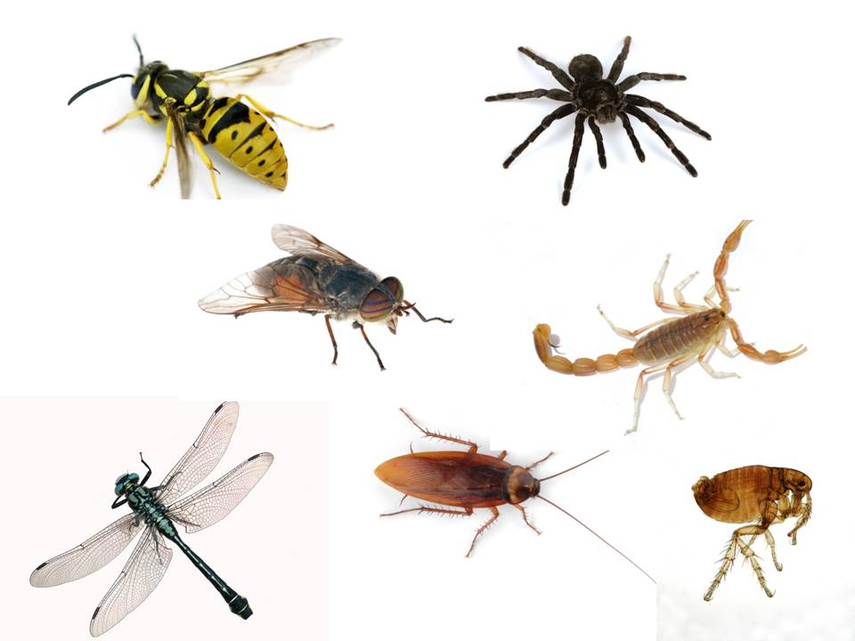 3.Tema libre.Los animales. | Mary4a (Elena)